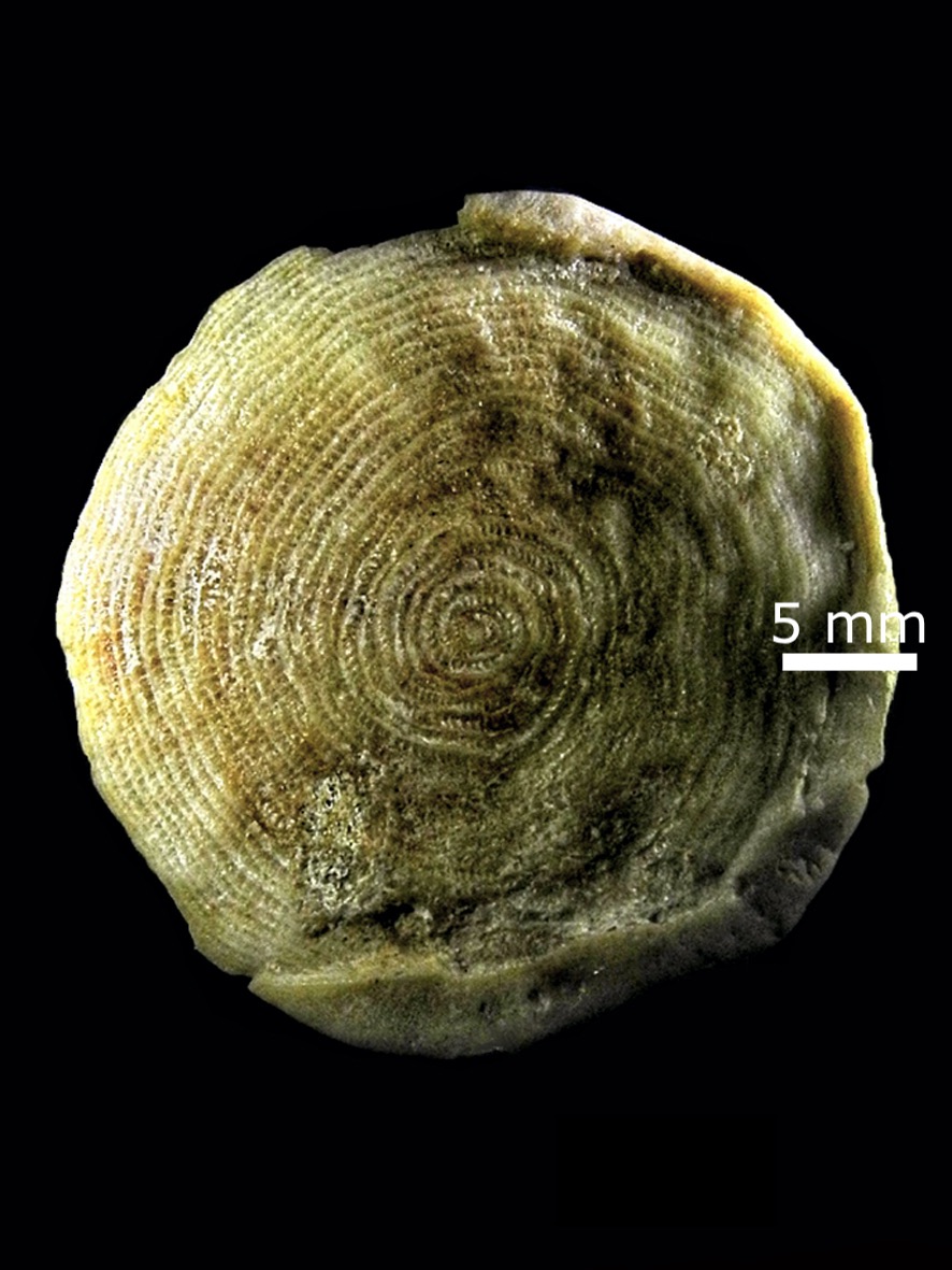 Nummulites, las misteriosas lentejas de Estrabón | Geología desde Ávila