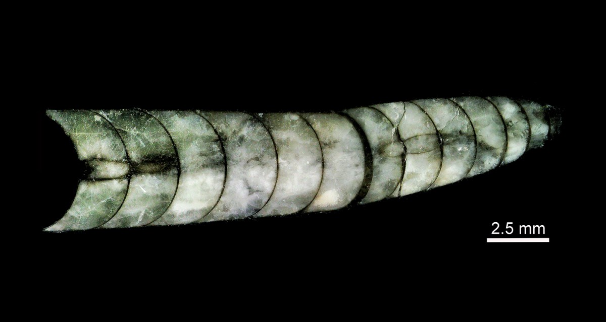 Orthoceras, el predador submarino | Geología desde Ávila