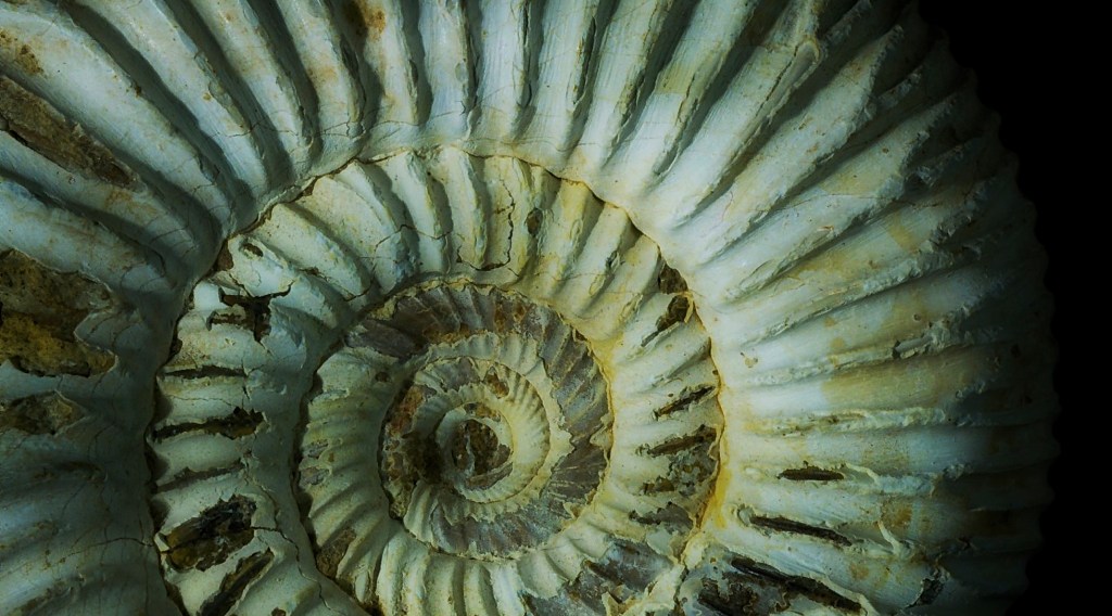 Amonites, el fósil de la divina proporción | Geología desde Ávila