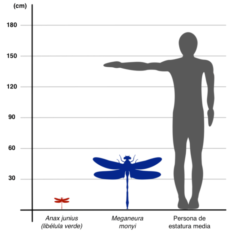 Insectos gigantes | Geología desde Ávila