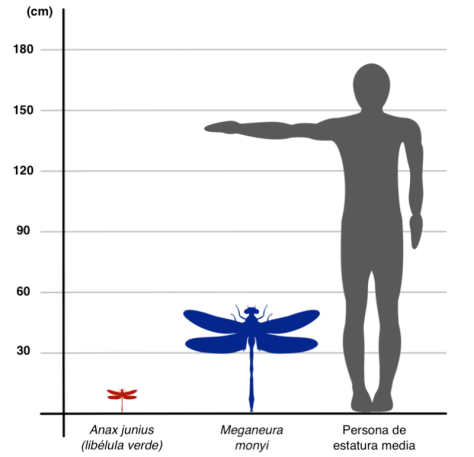 Insectos gigantes | Geología desde Ávila